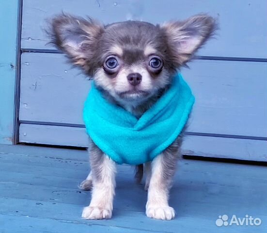 Лиловая Дш девочка(доставка)