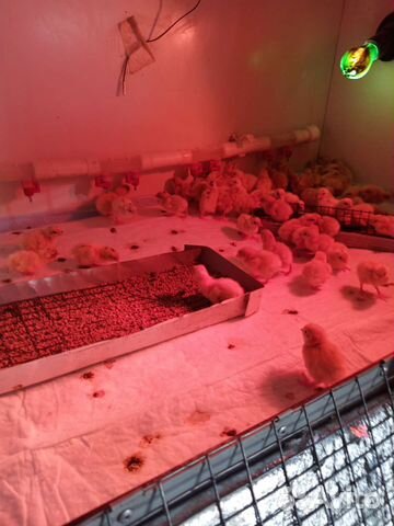 Перепеляты суточные