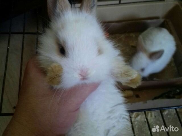 Кролик Львиноголовка