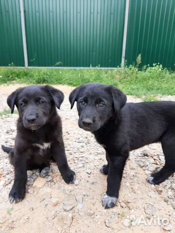 Малышам нужен дом