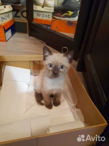 Отдам сиамского котенка в добрые руки