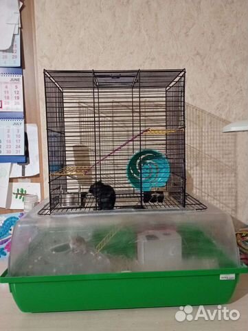 Песчанки с клеткой