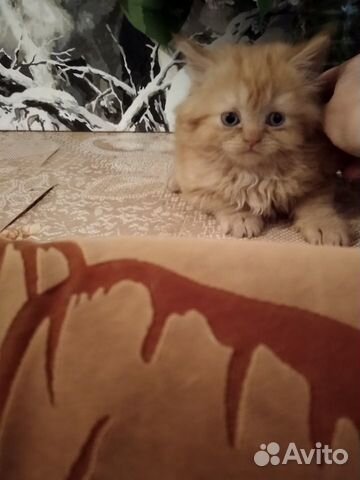 Персидские котята