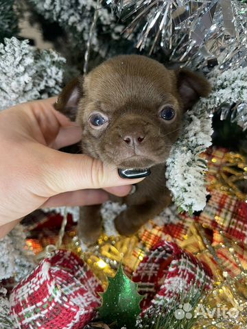 Чихуахуа девочка