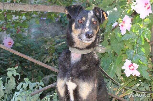 Дружочек в поисках семьи