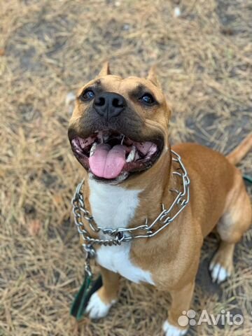 Вязка стаффордширский терьер