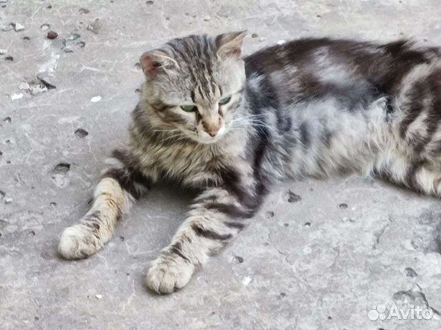 Кошка девочка Ася метиска 10мес
