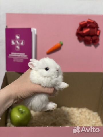 Мини кролик синеглазый, крольчонок девочка