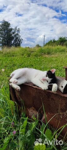 Котик 10мес