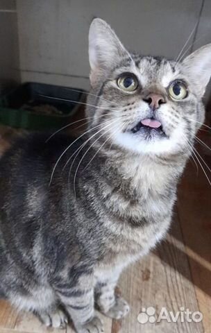 Котик в добрые руки