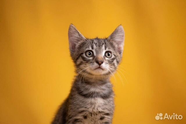 Котик 2 месяца, в добрые руки