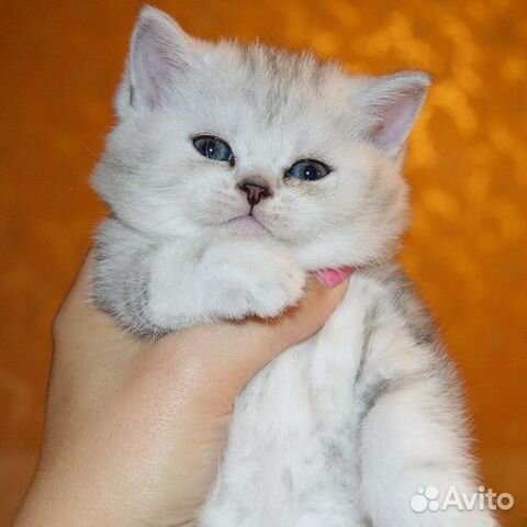 Шотландские котята, прямоухие и вислоухие продажа