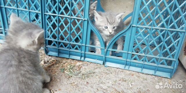Отдам в добрые руки
