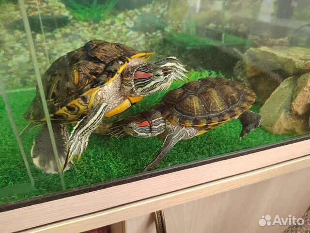 Красноухая черепаха бесплатно