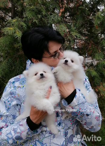 Красивые щенки японского шпица мальчики и девочки