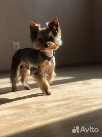 Йоркширский терьер супер мини беби фейс