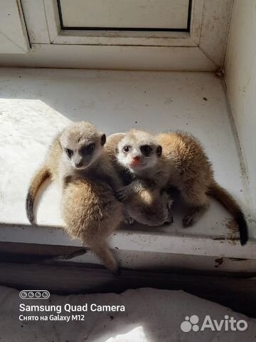 Продам щенков суриката