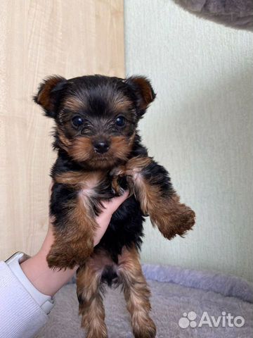 Йоркширский терьер