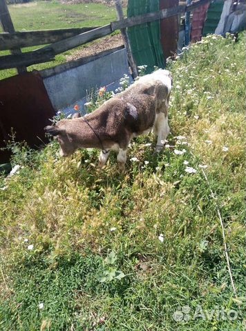 Бычок 2 месяца