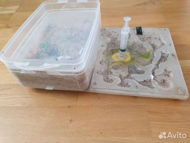 Формикарий. Муравьи жнецы