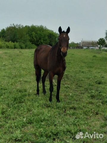 Скаковая лошадь