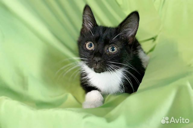 Котенок похожий на пингвина ищет дом в дар