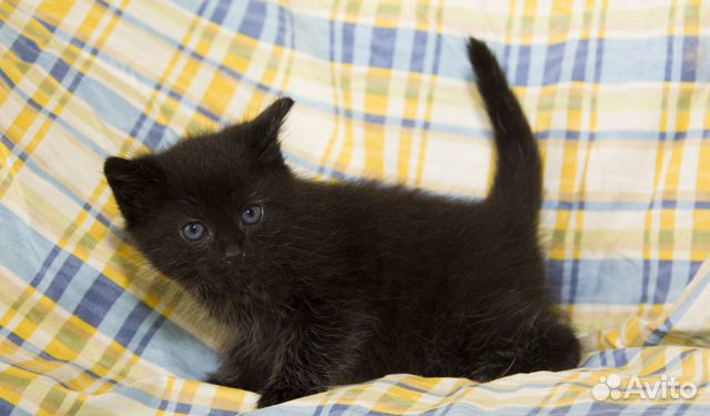 Котенок Мишуля. 1,5 мес. черный