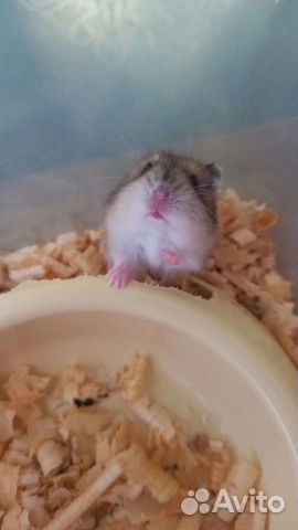 Хомячки роборовского