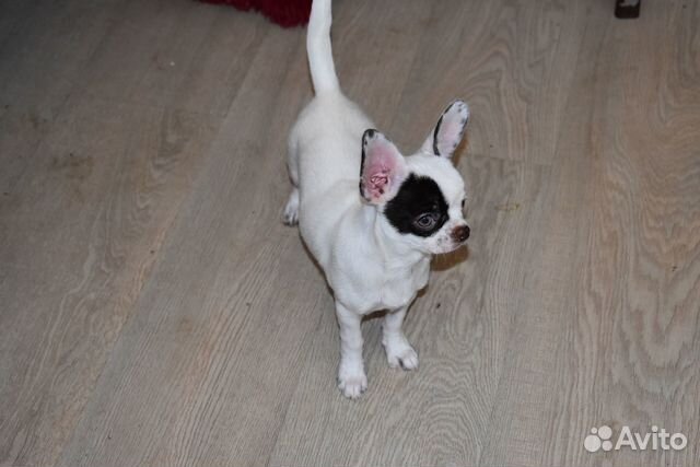 Чихуа - курносый мальчуган