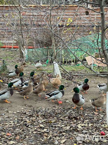 Утки подсадные для охоты