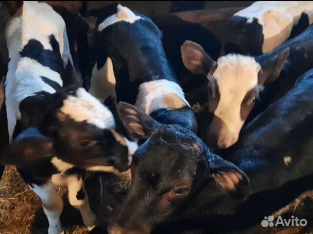 Телята бычки