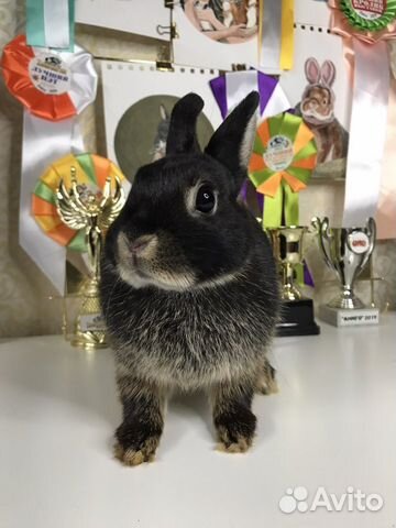 Самочка карликового кролика