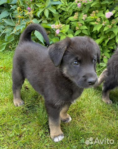 Восточноевропейская овчарка