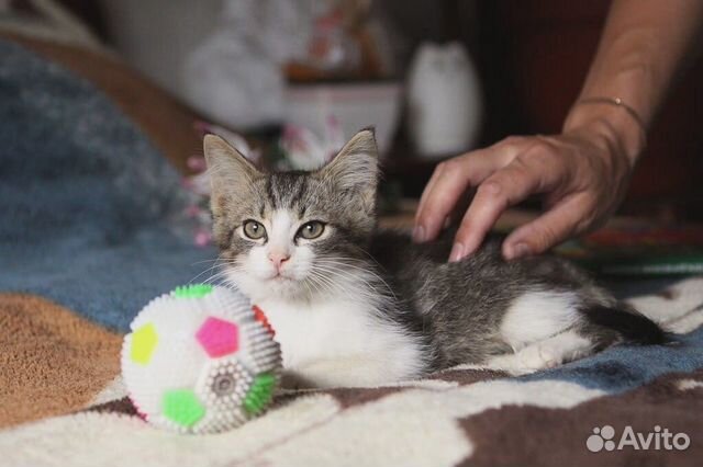 Восхитительный Кокос в добрые руки