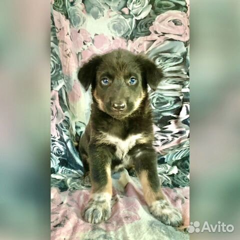 Красивые щенки, мальчик, будет крупным, прим.овчар