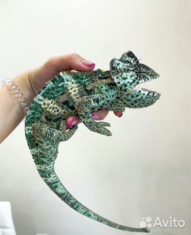 Хамелеон с террариумом