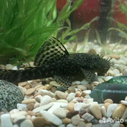 Сомик анциструс