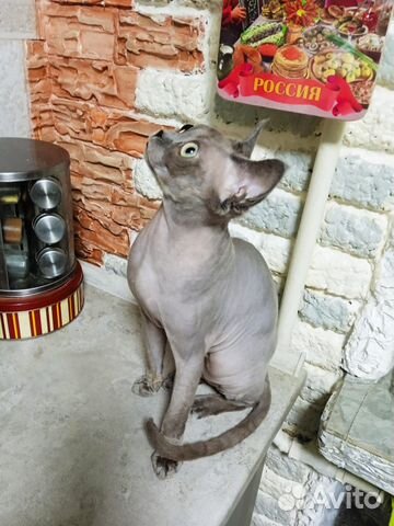 Продается Девон Рекс