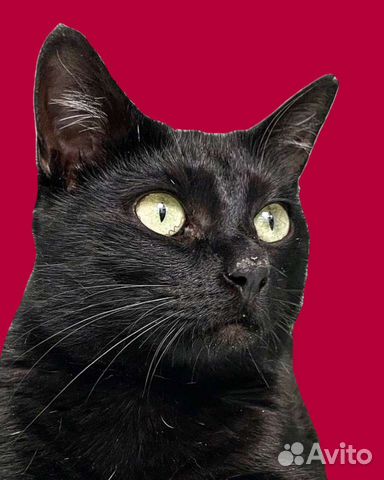 Уютная и сообразительная Вишенка