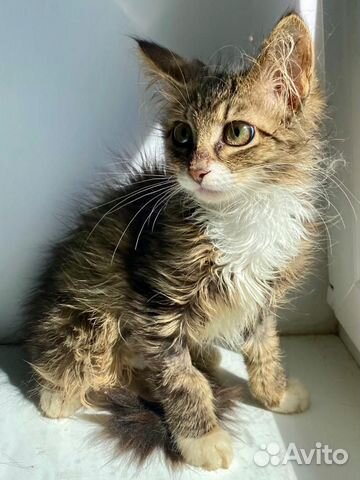 Котенок 3 месяца