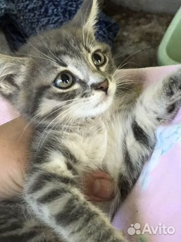 Котята в добрые руки москва
