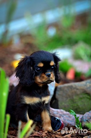 Девочка кавалерочка конфеточка