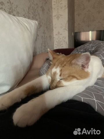 Котята в добрые руки бесплатно