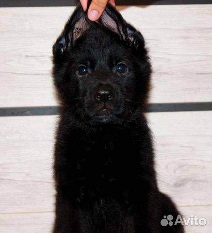 Дип Мистери Жетем. Настоящий немец. РКФ