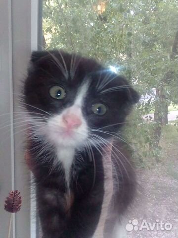 Котёнок Скотиш Фолд