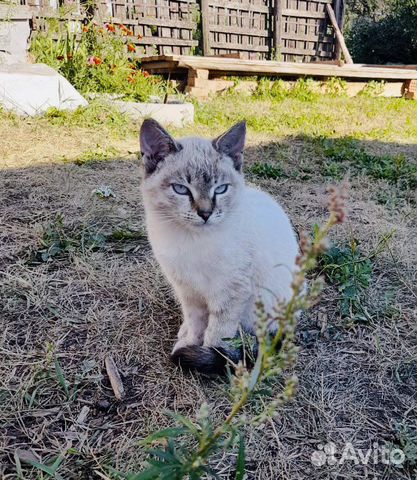 Котята девочки живут на улице