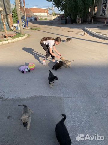 Бездомные щенята ищут новый дом