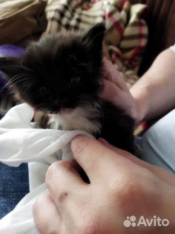 Спасите и выкормите комочка котеночку нет месяца