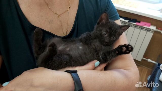 Котёночек в заботливые руки