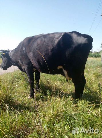 Корова хорошая дойная